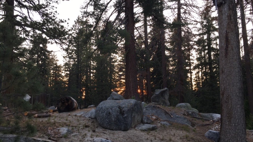 linkedin profile background – Kate Sessions Trees