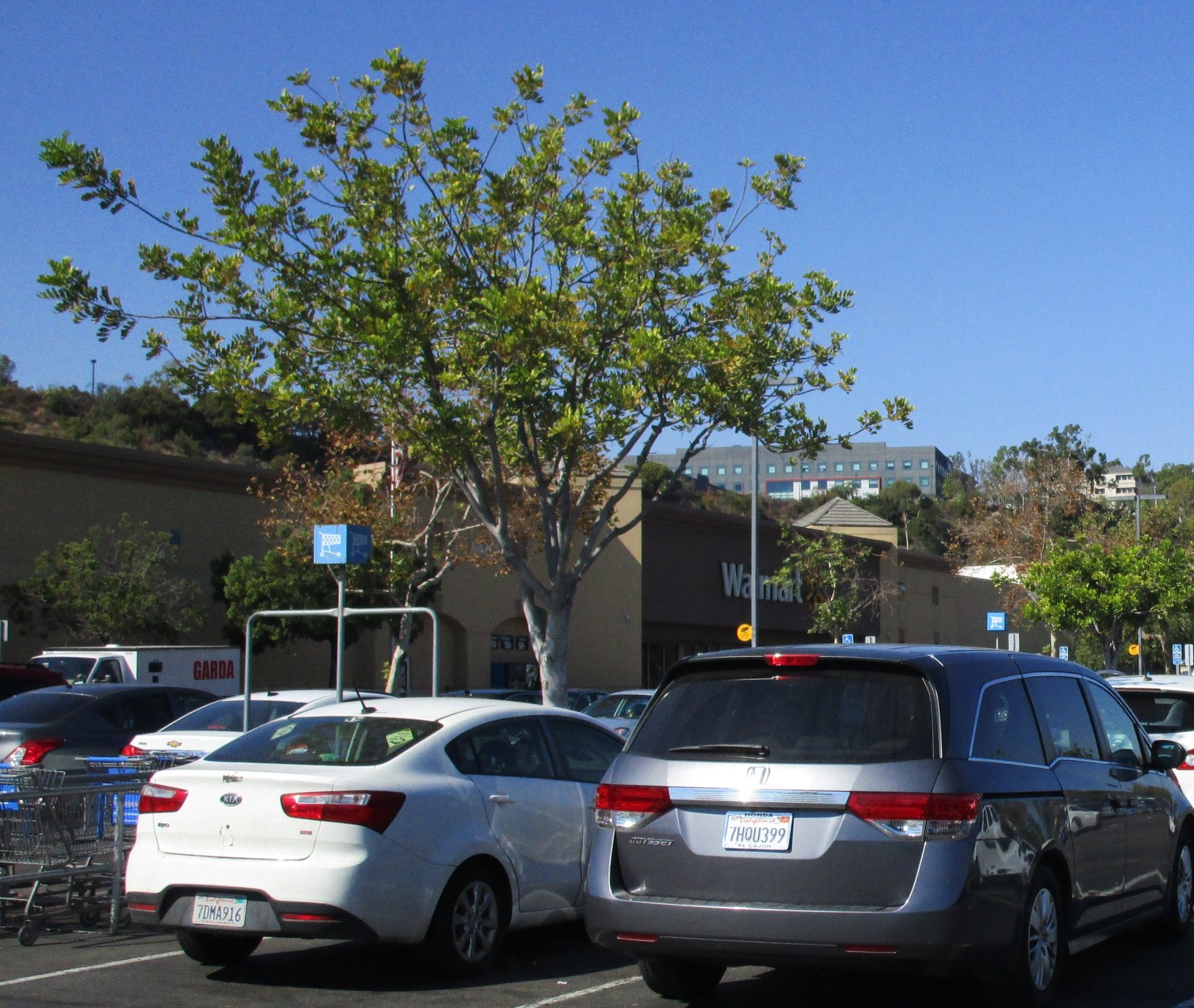 Parking Lot Trees – Kate Sessions Trees